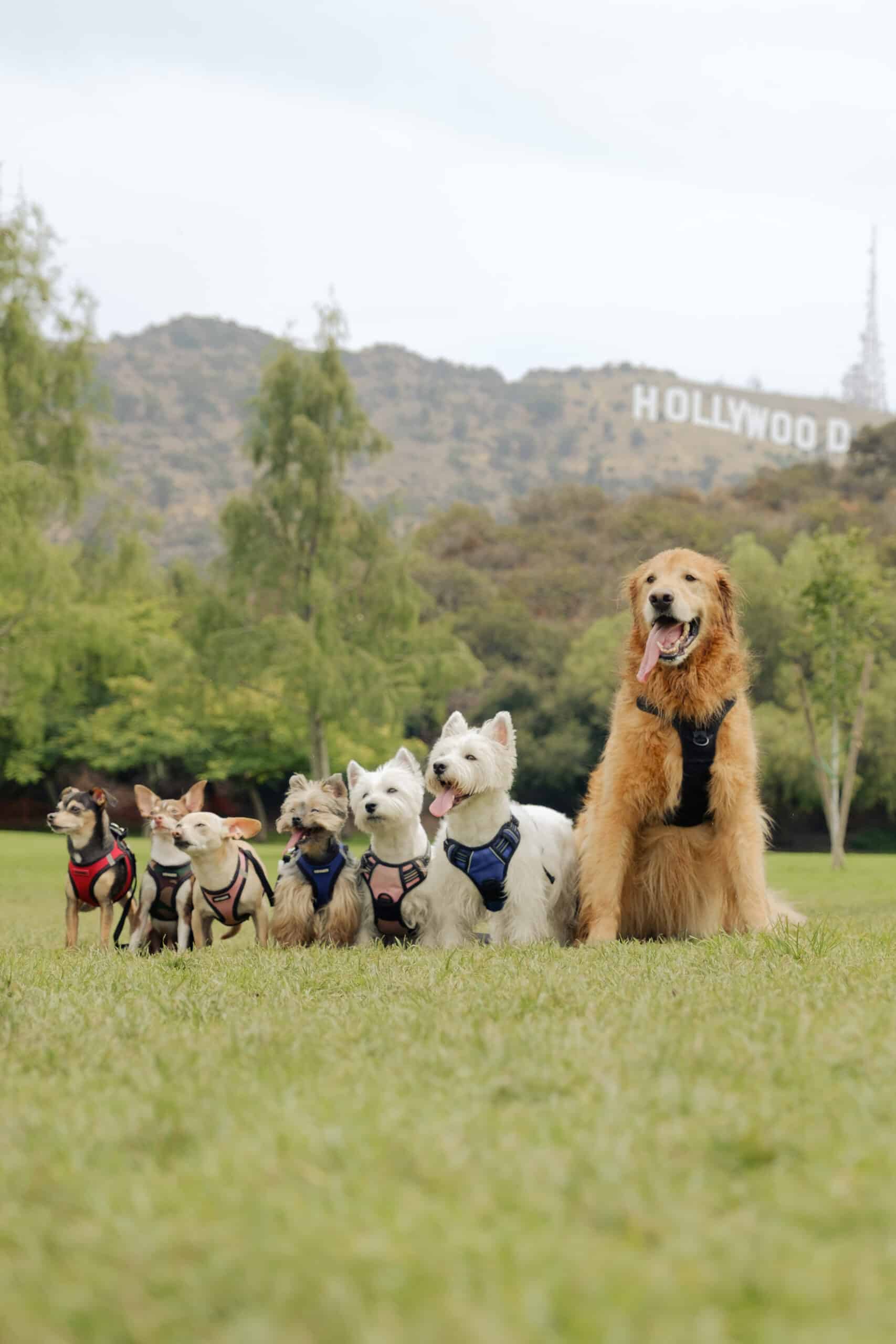 The Dogs of L.A. - Love Dog