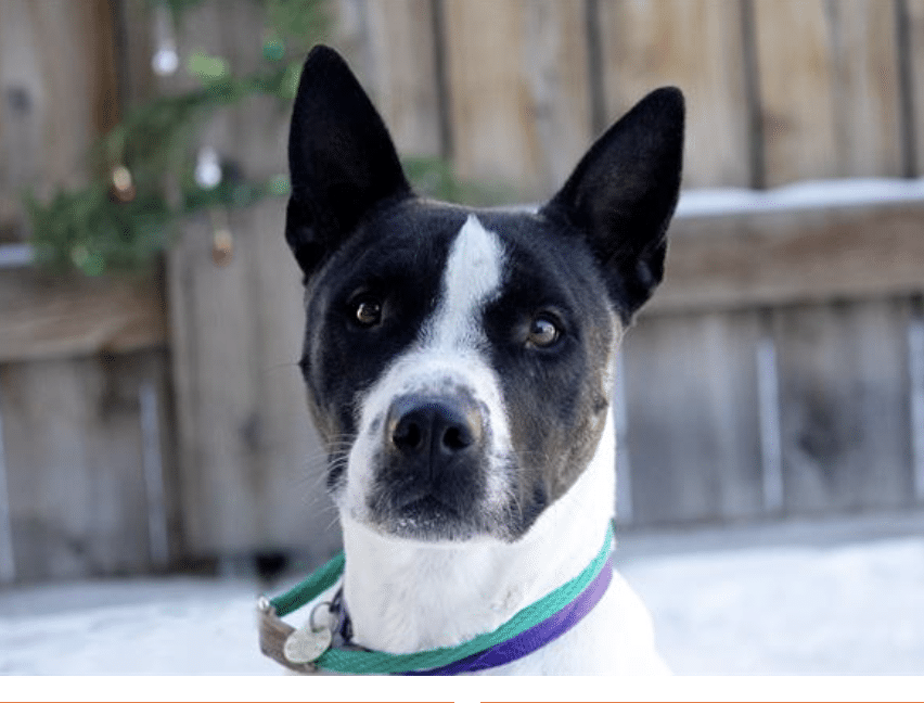 TONY - Love, Dog