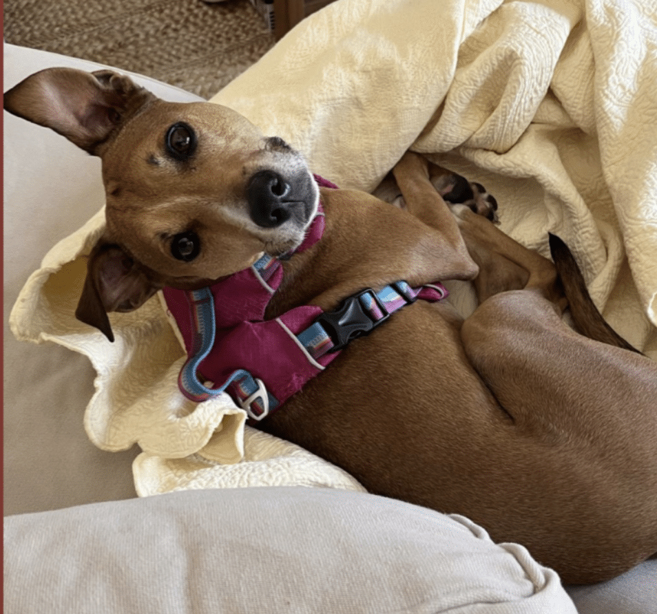 Princess Daisy - Love, Dog