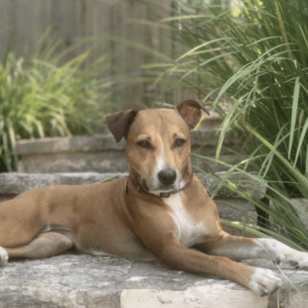 Princess Daisy - Love, Dog