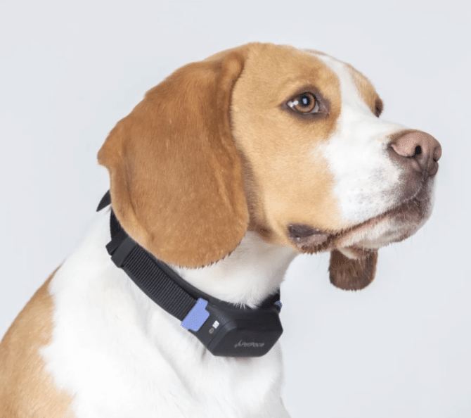 PetPace AI Smart Collar - Love, Dog